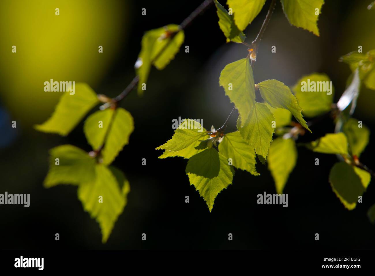 Growth on birch tree hi-res stock photography and images - Alamy