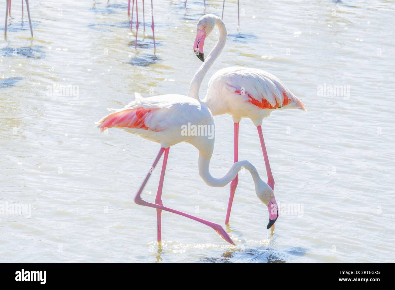 Flamingoes wading in shallow water, processed in high key lighting ...