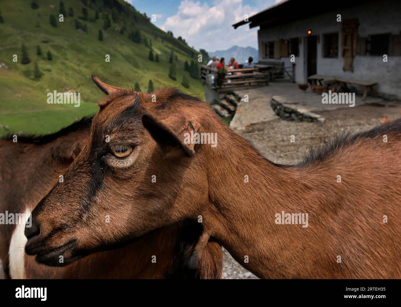 Free-roaming goats (Capra hircus) near an alpine restaurant; Alpbach ...