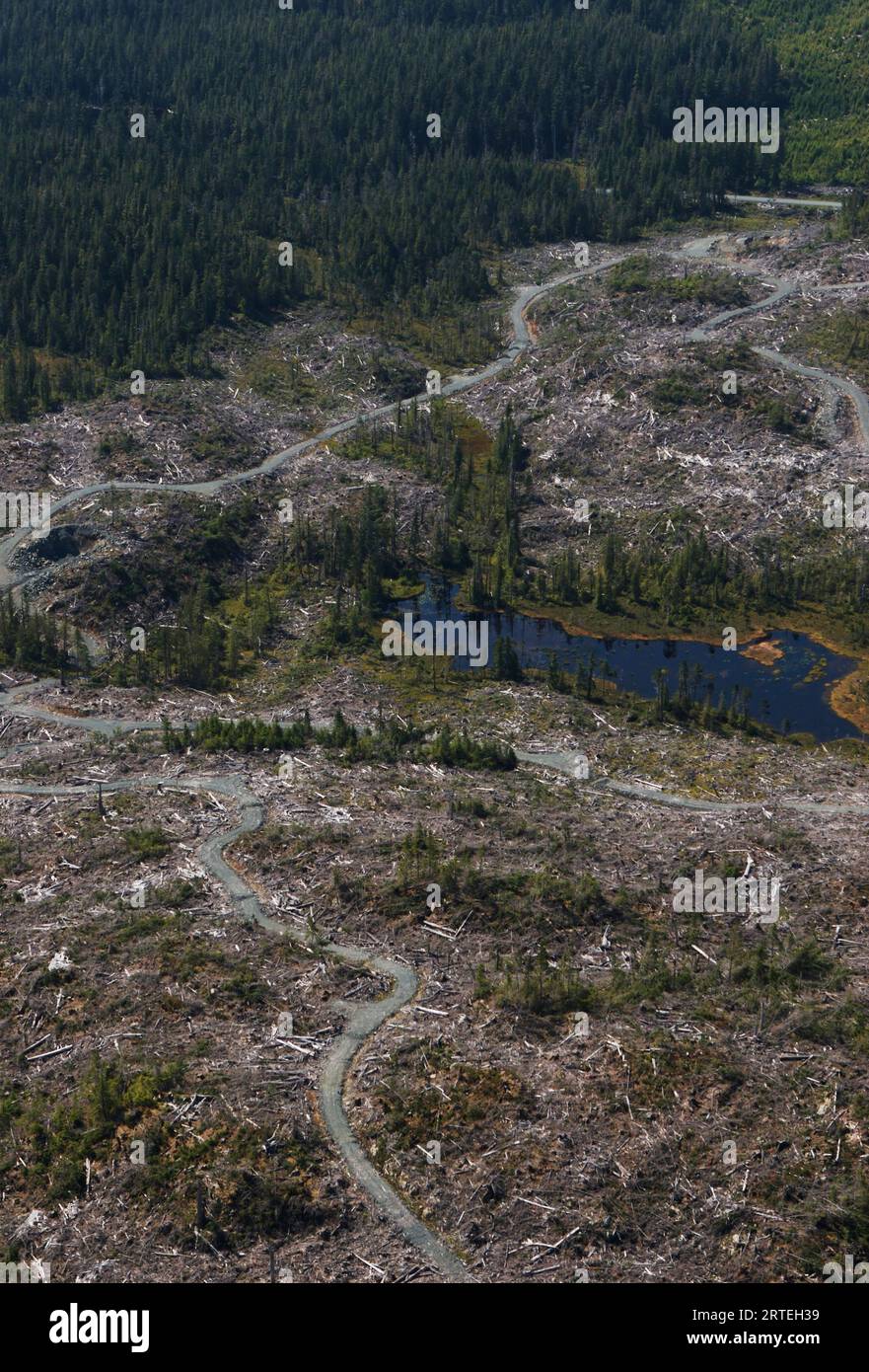 Deforestation vertical hi-res stock photography and images - Alamy