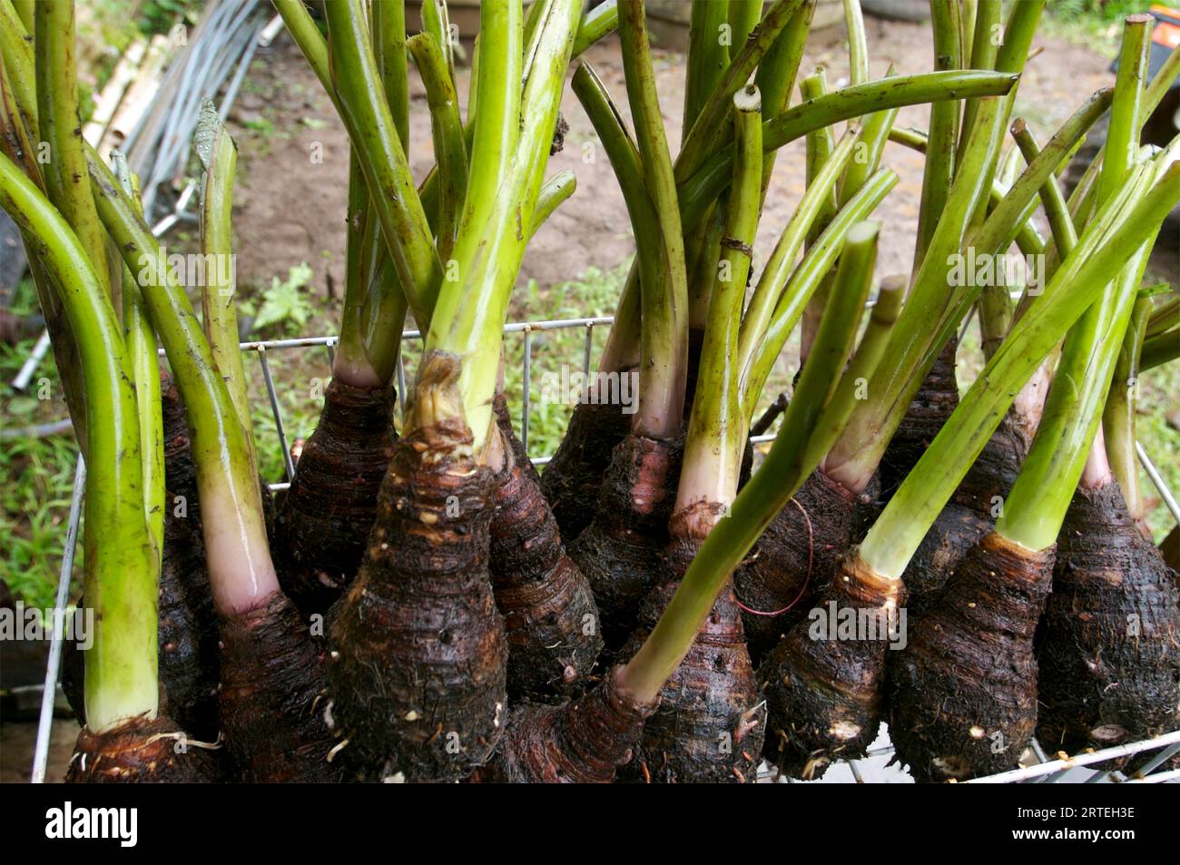 Taro plants wait to be planted; Maui, Hawaii, United States of America ...