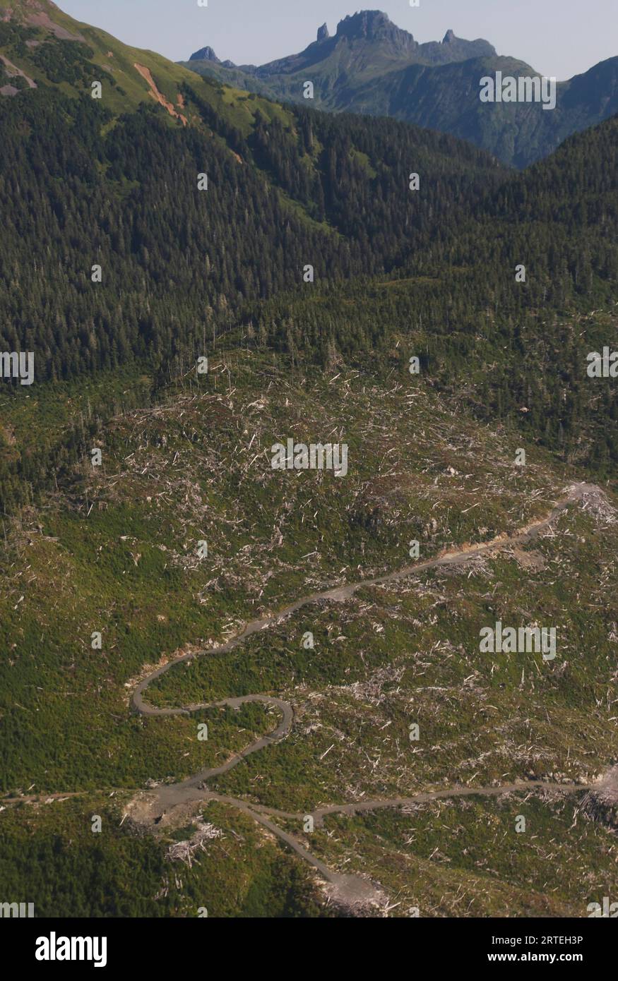 Fresh clear cuts on Prince of Wales island in the Tongass National ...