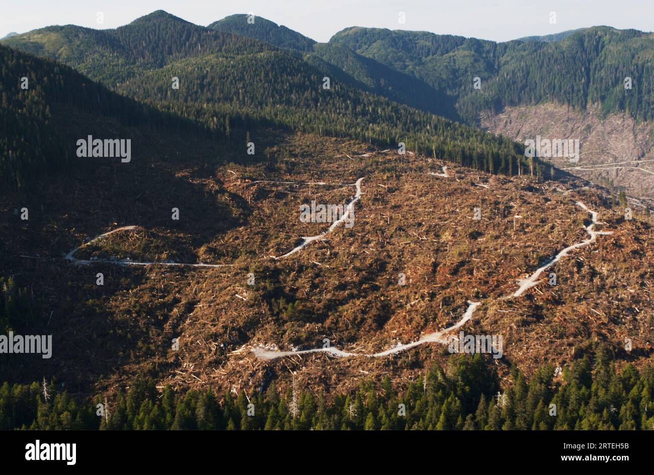 Fresh clear cut and logging roads on Prince of Wales island in the ...