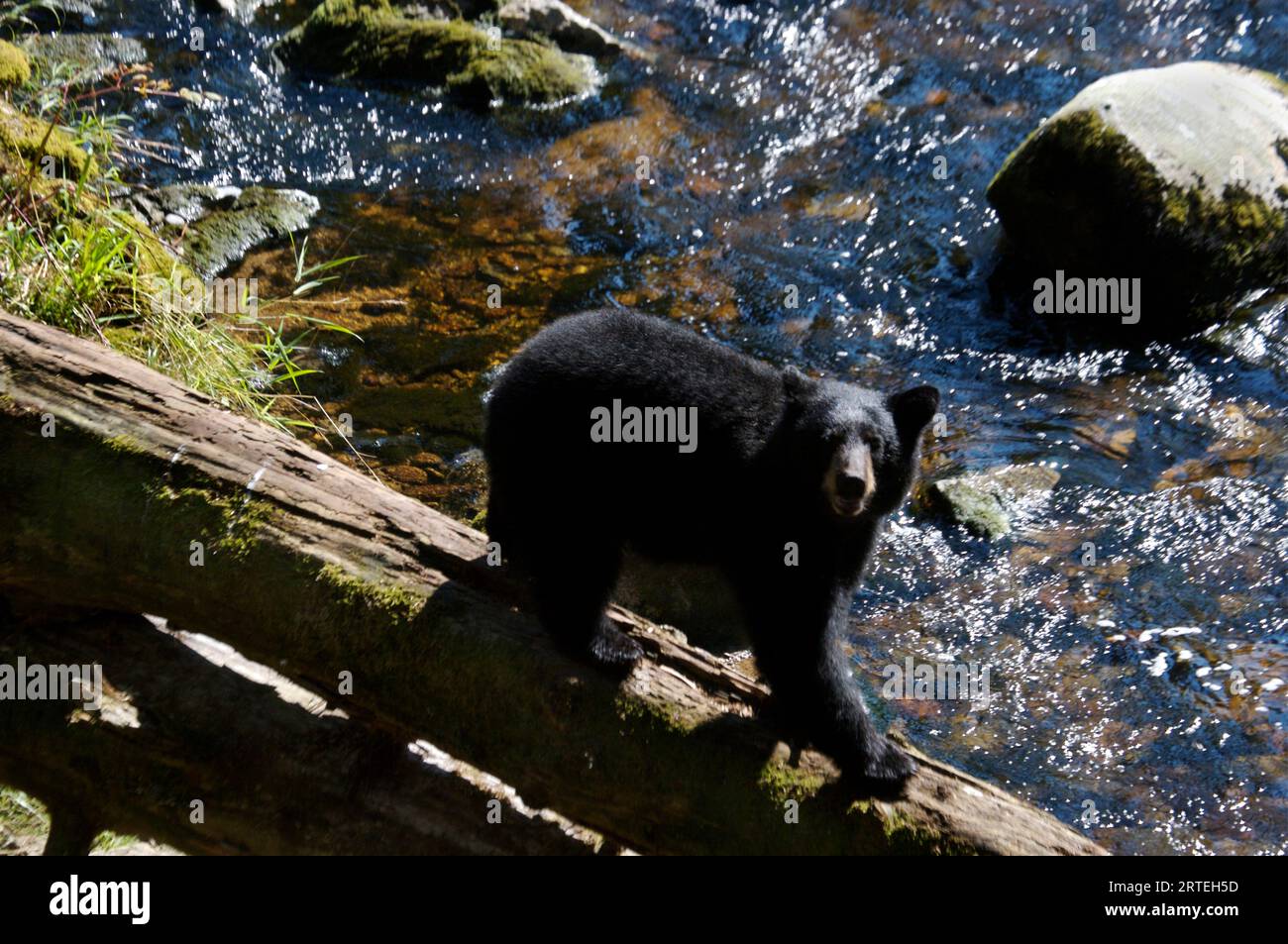 Black bear (Ursus americanus) feeding on salmon in the Tongass National ...
