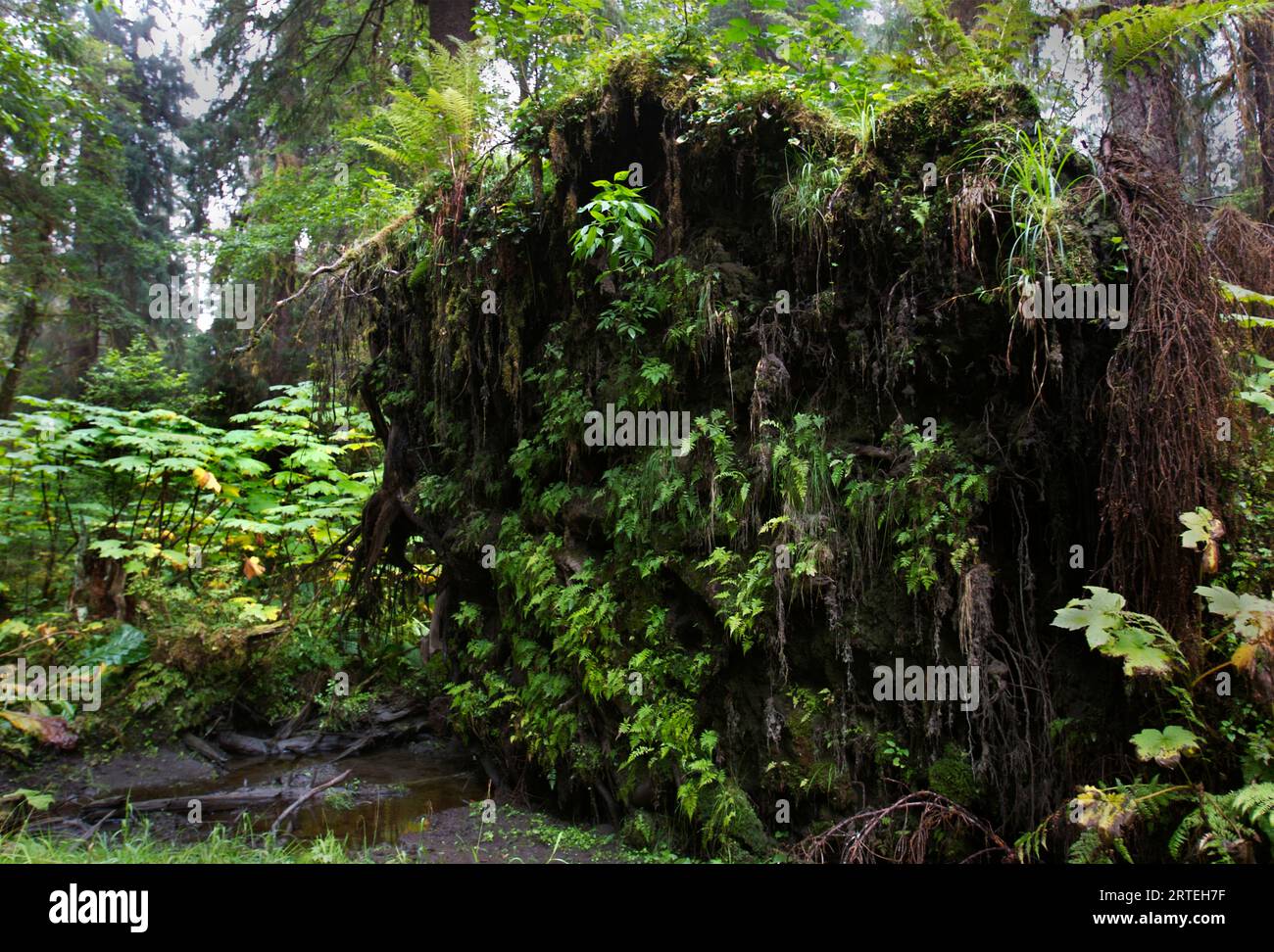 Uprooted tree with ferns growing in the Tongass National Forest; Sitka ...