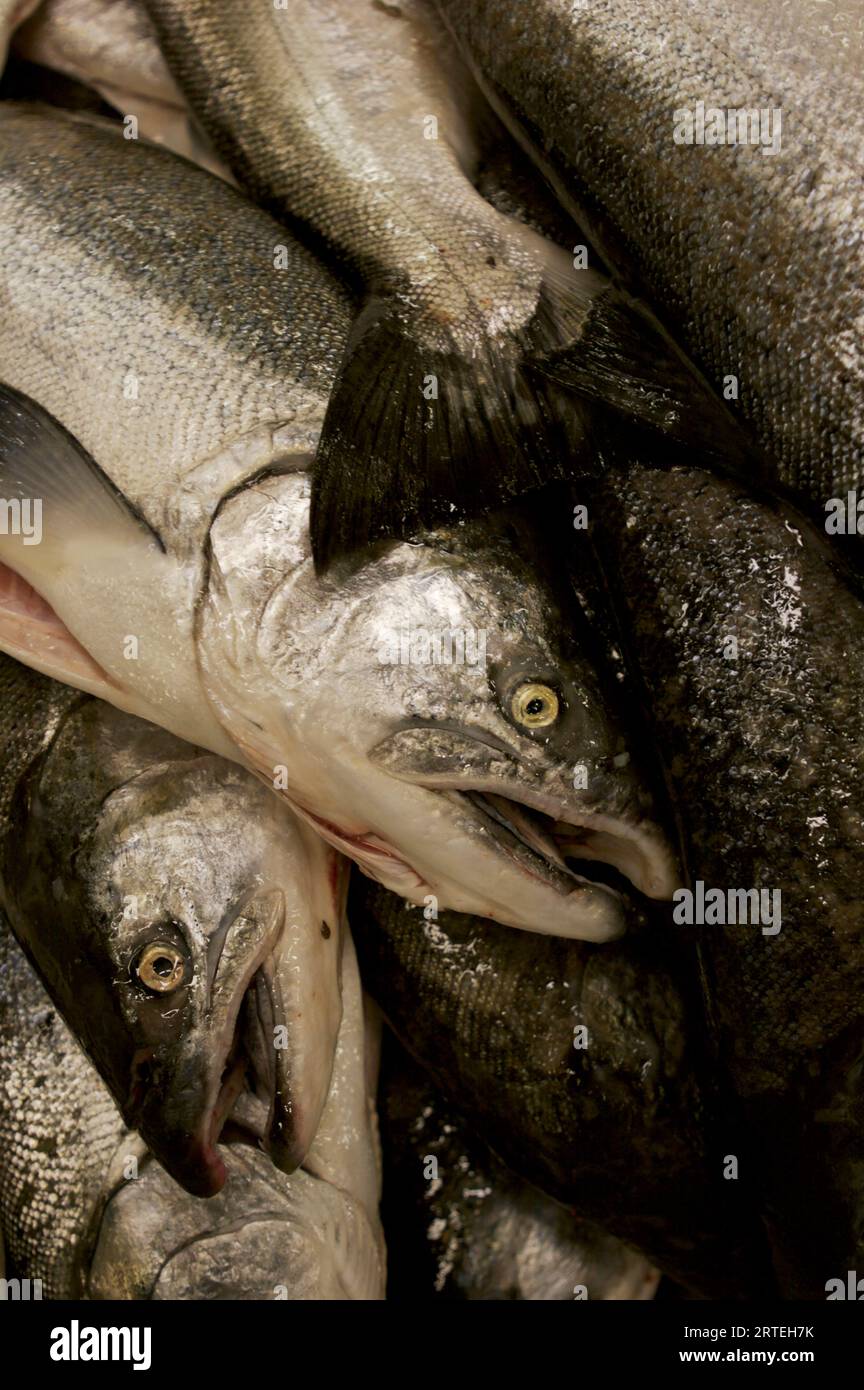 Large haul fish hi-res stock photography and images - Alamy