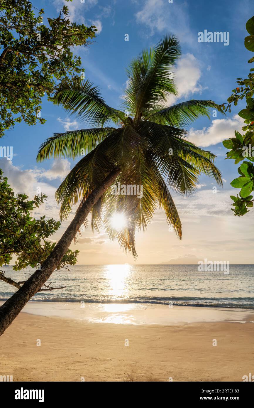 Sunset beach with palm trees and beautiful ocean in paradise island ...
