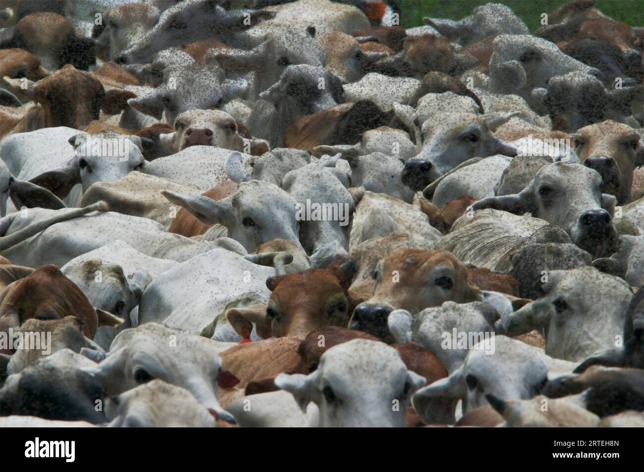 Cattle pest hi-res stock photography and images - Alamy