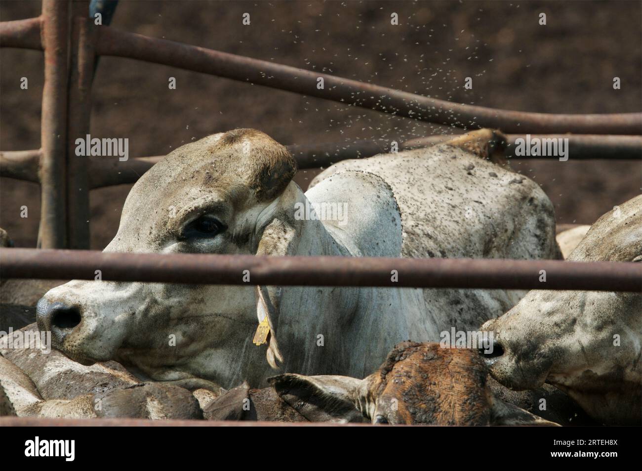 Cattle ranch australia hi-res stock photography and images - Alamy