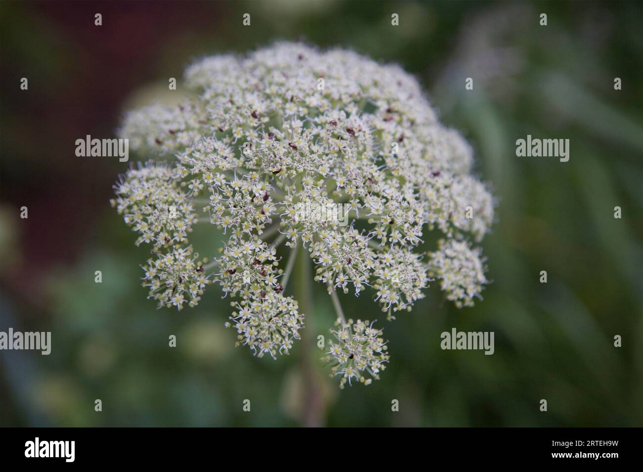 Queen Anne's Lace in the Tongass National Forest; Chichigof Island ...
