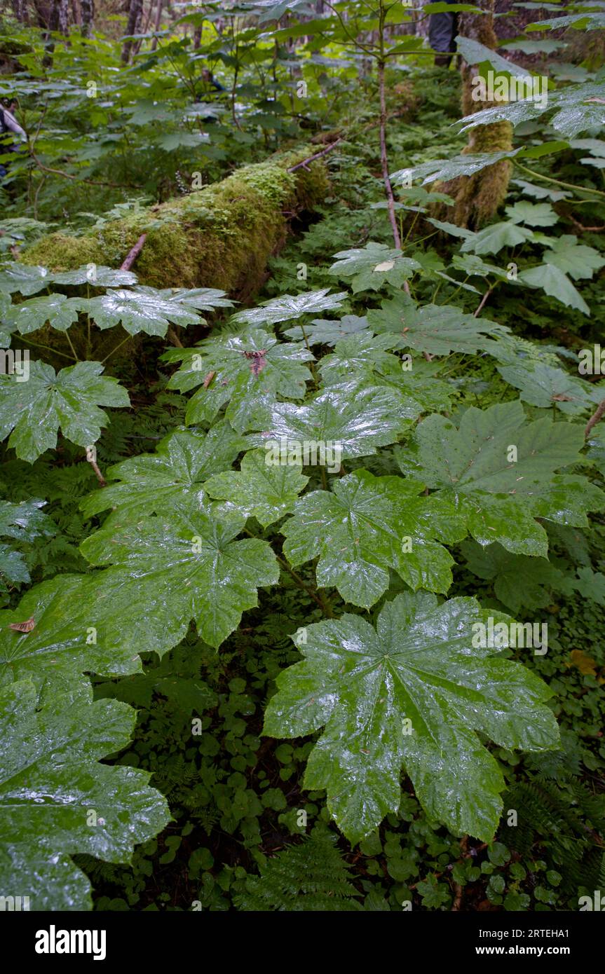 Vine maples on forest floor in Tongass National Forest; Chichigof ...