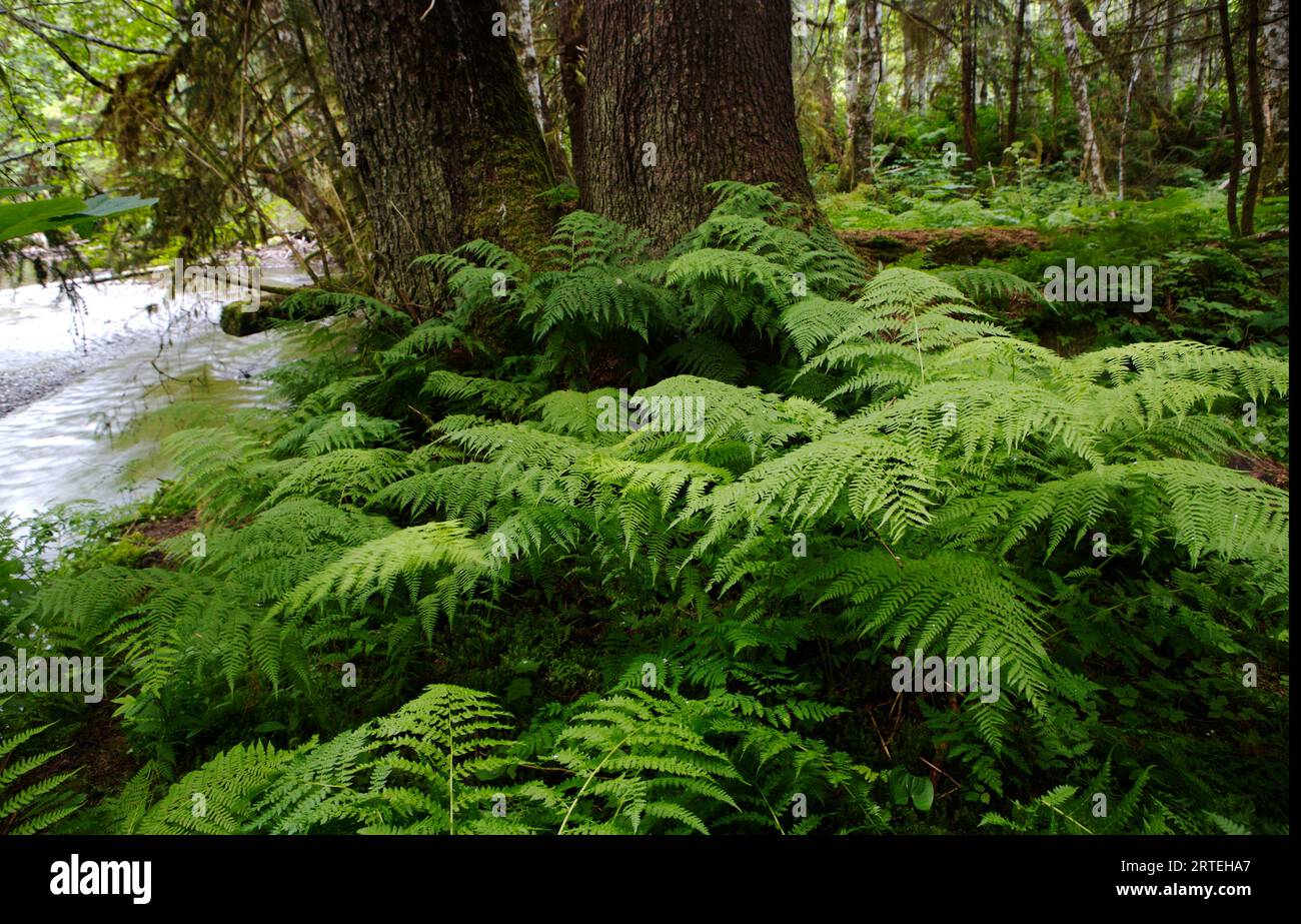 Ferns growing in the rainforests of Tongass National Forest; Chichigof ...