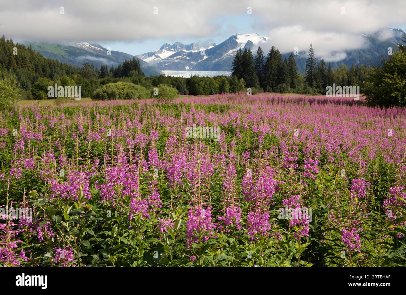 Meadow of blooming Fireweed (Chamaenerion angustifolium) frames ...