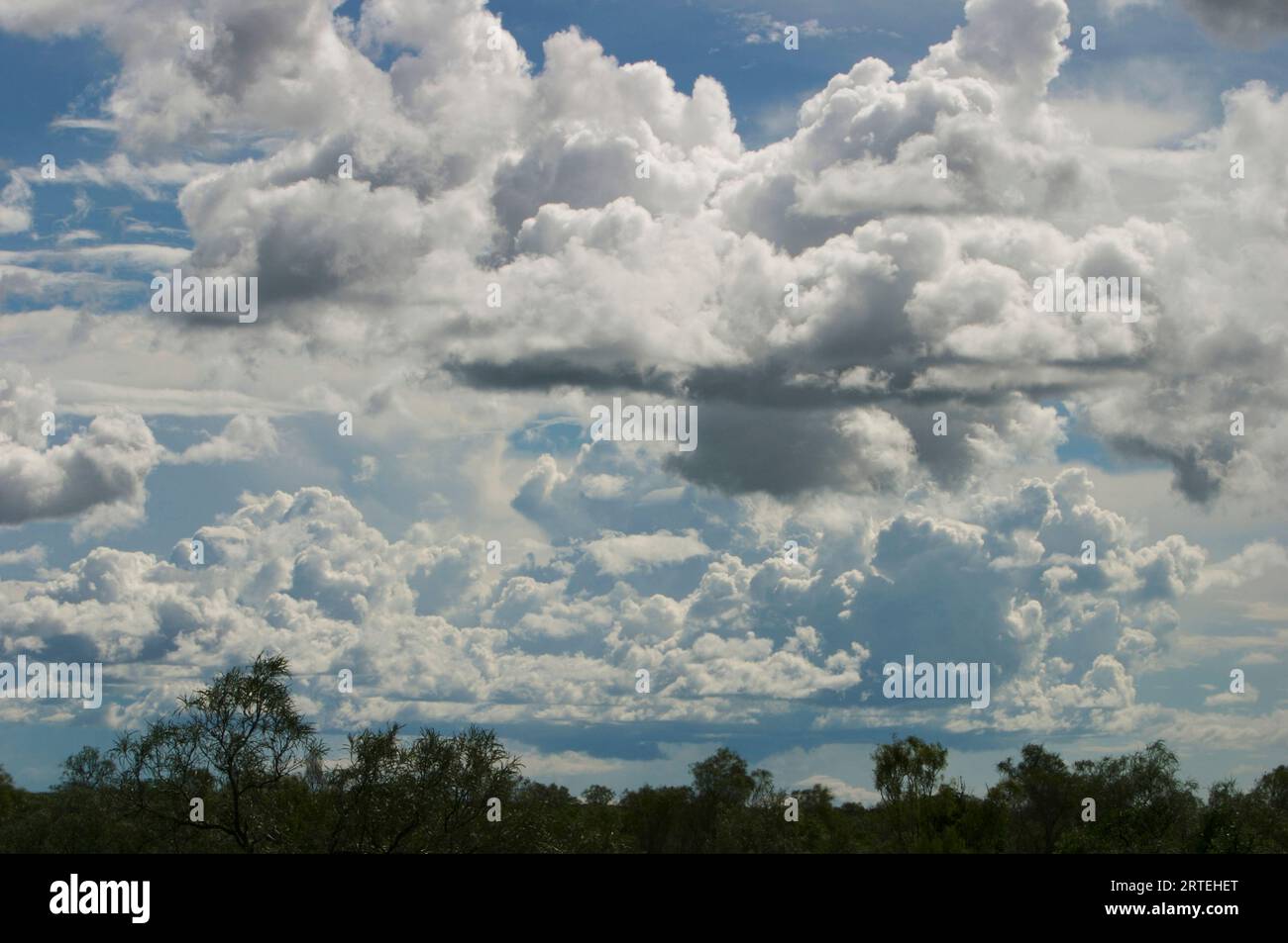 White clouds in a blue sky over silhouetted treetops along the horizon ...