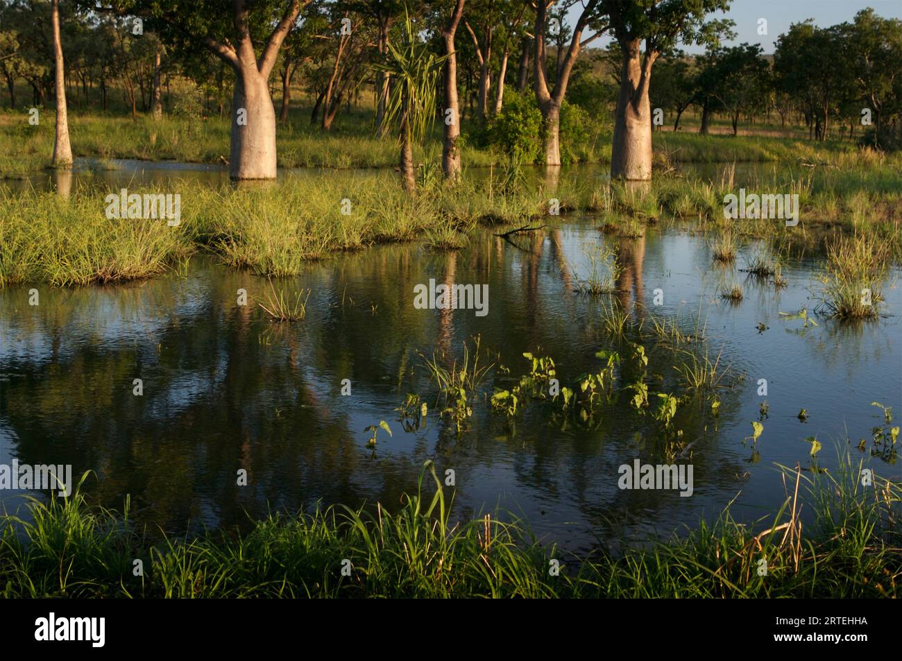 Boab trees (Adansonia gregorii) reflected in water at Kakadu National ...