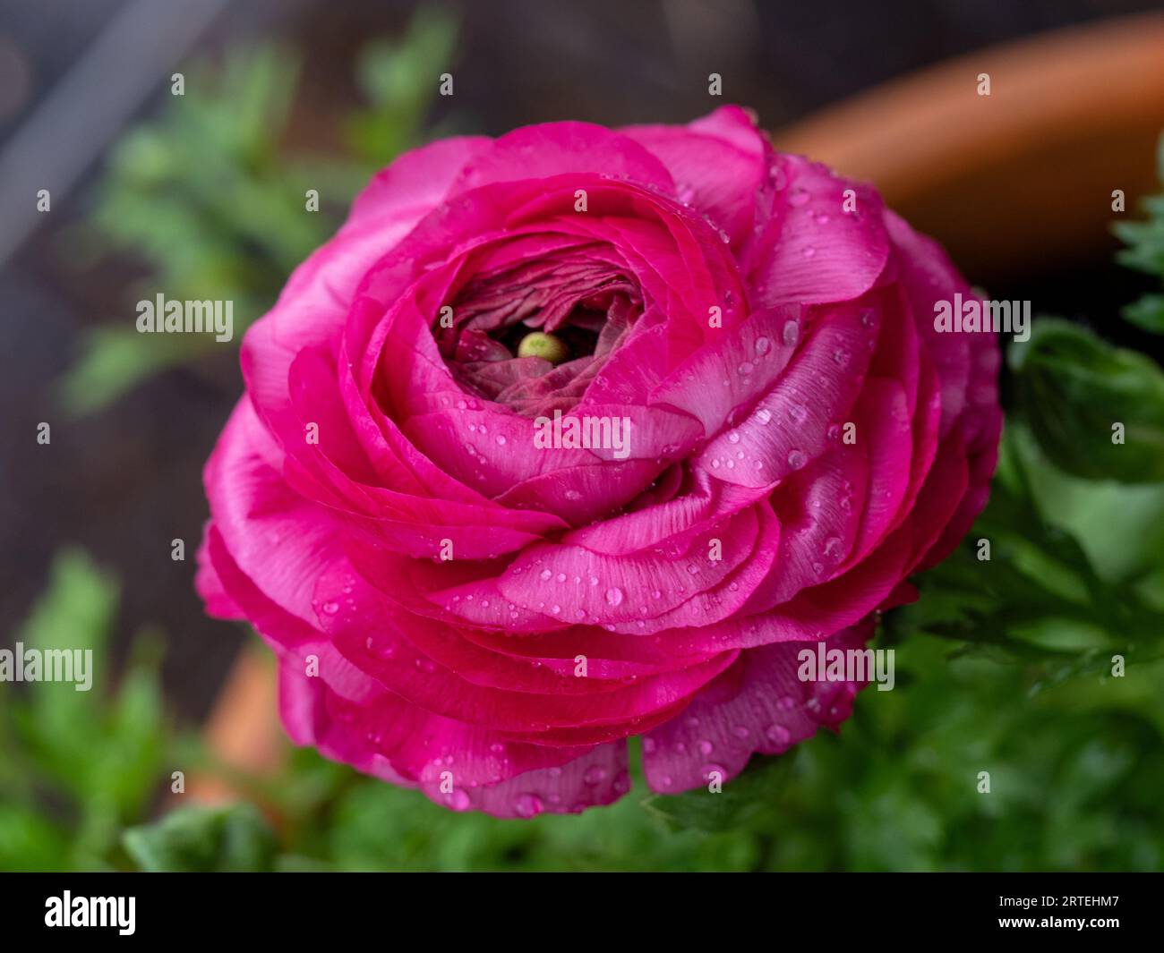 Persian crowsfoot hi-res stock photography and images - Alamy