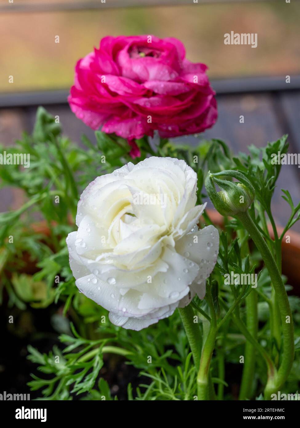 Persian crowsfoot hi-res stock photography and images - Alamy