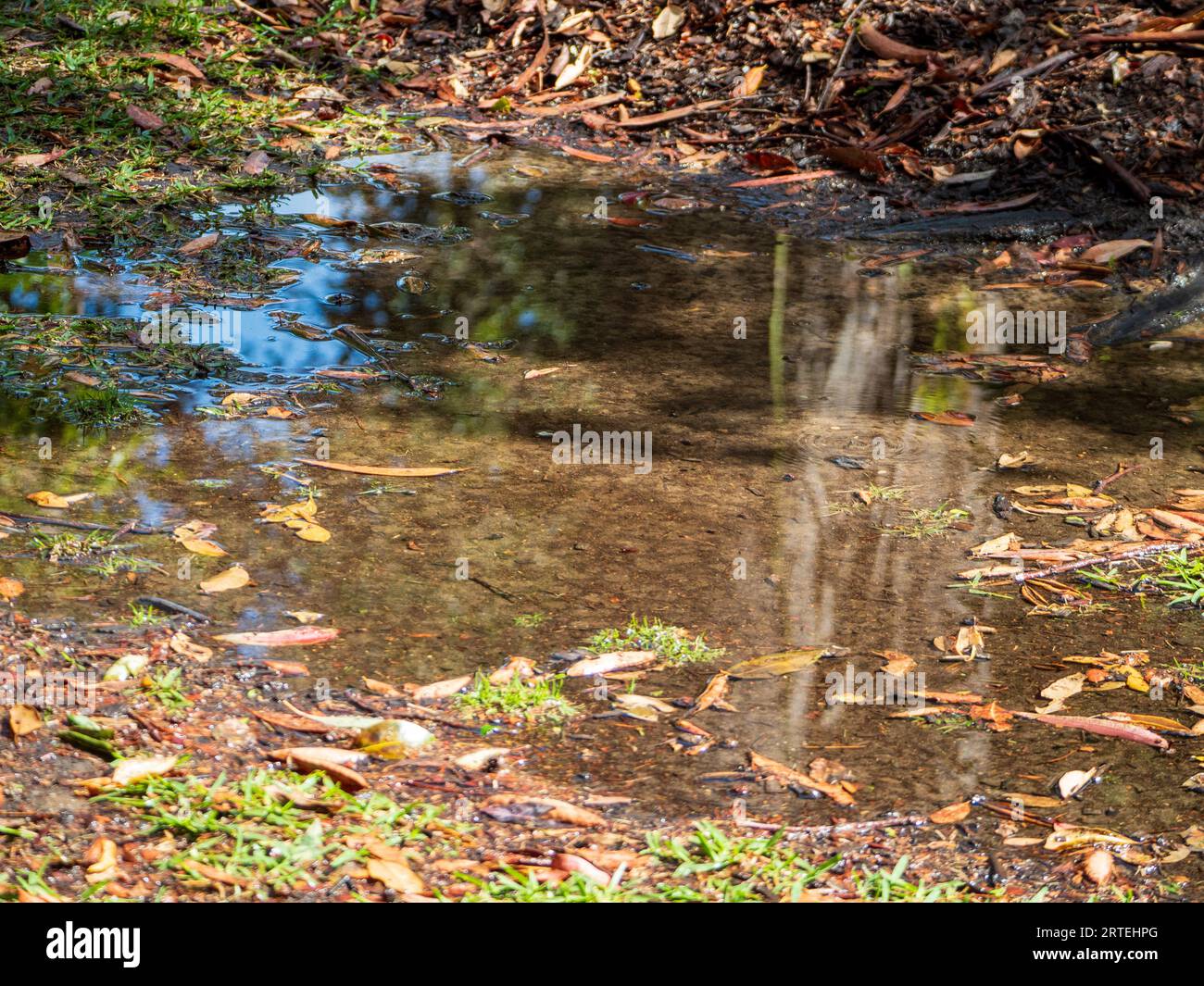 Shiny water puddle on the ground, suns out after the rain Stock Photo ...