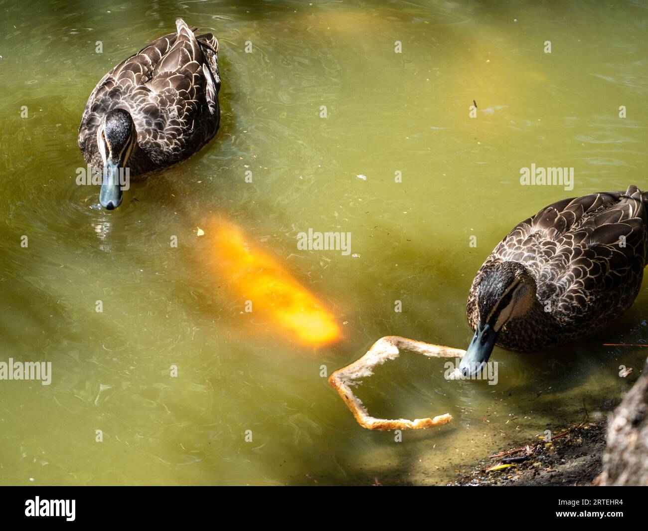 A Duck with a piece of bread crust in the moment just before the Koi ...