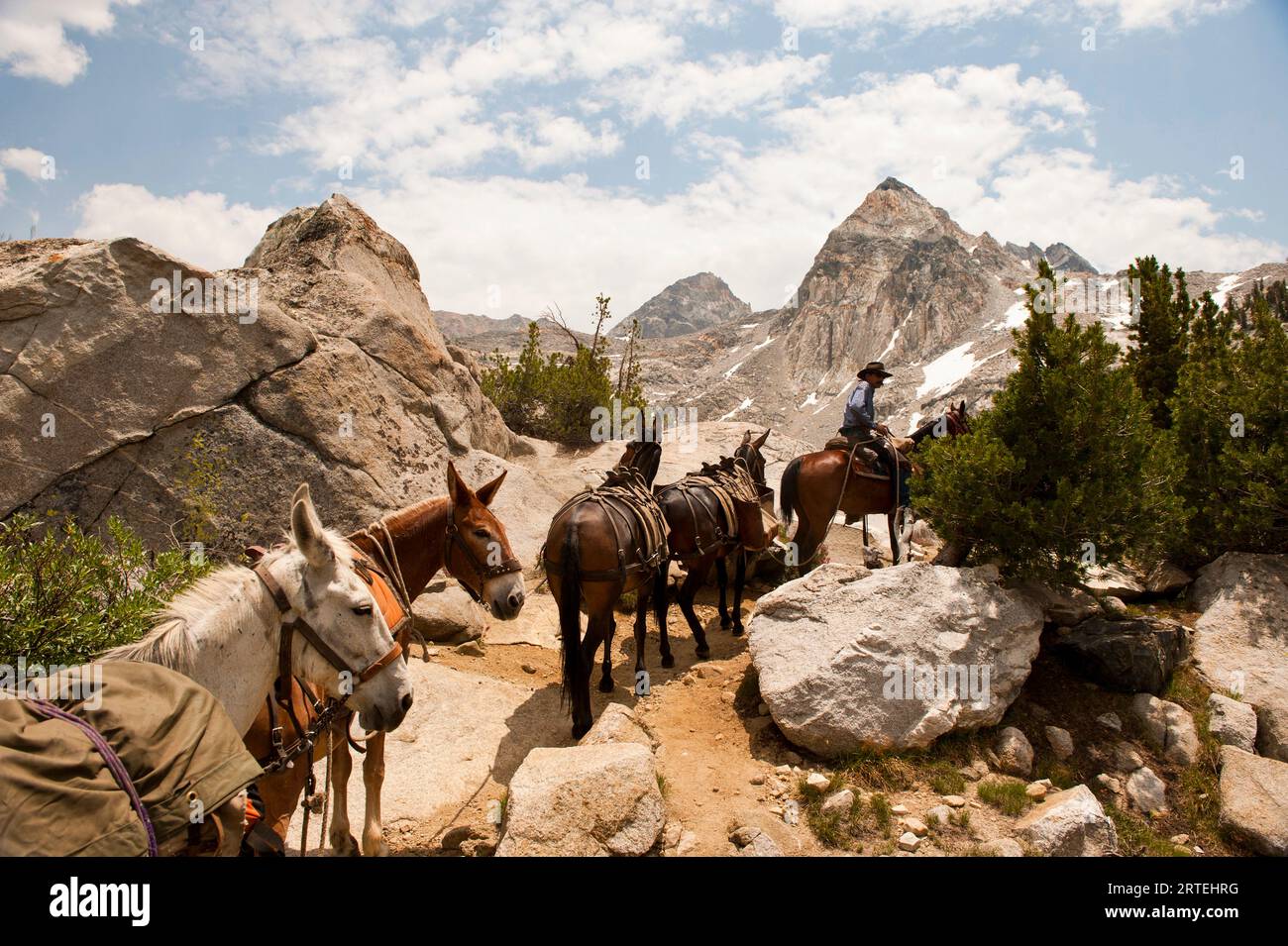 Horse and rider lead a string of pack animals in Kings Canyon National Park, California, USA ...