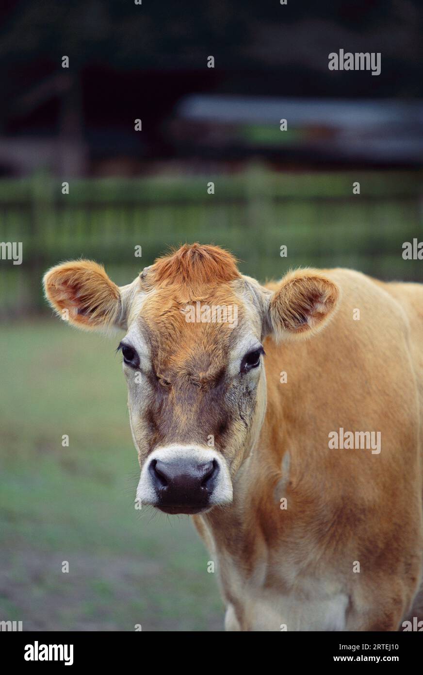 Close-up portrait of a cow; Middleton Place, South Carolina, United ...