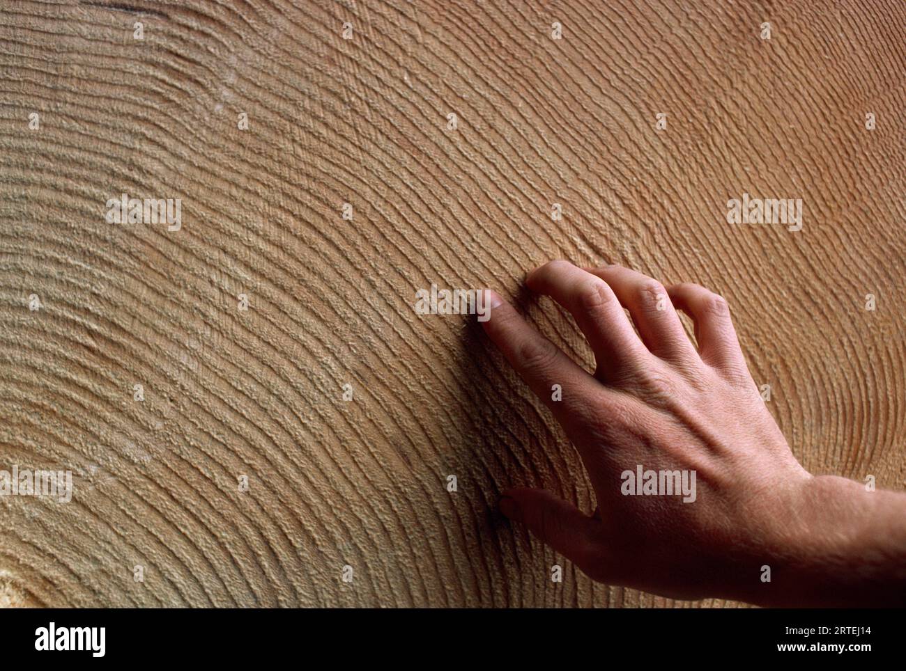 Man's hand traces the rings of an very large, old tree; Anchorage ...
