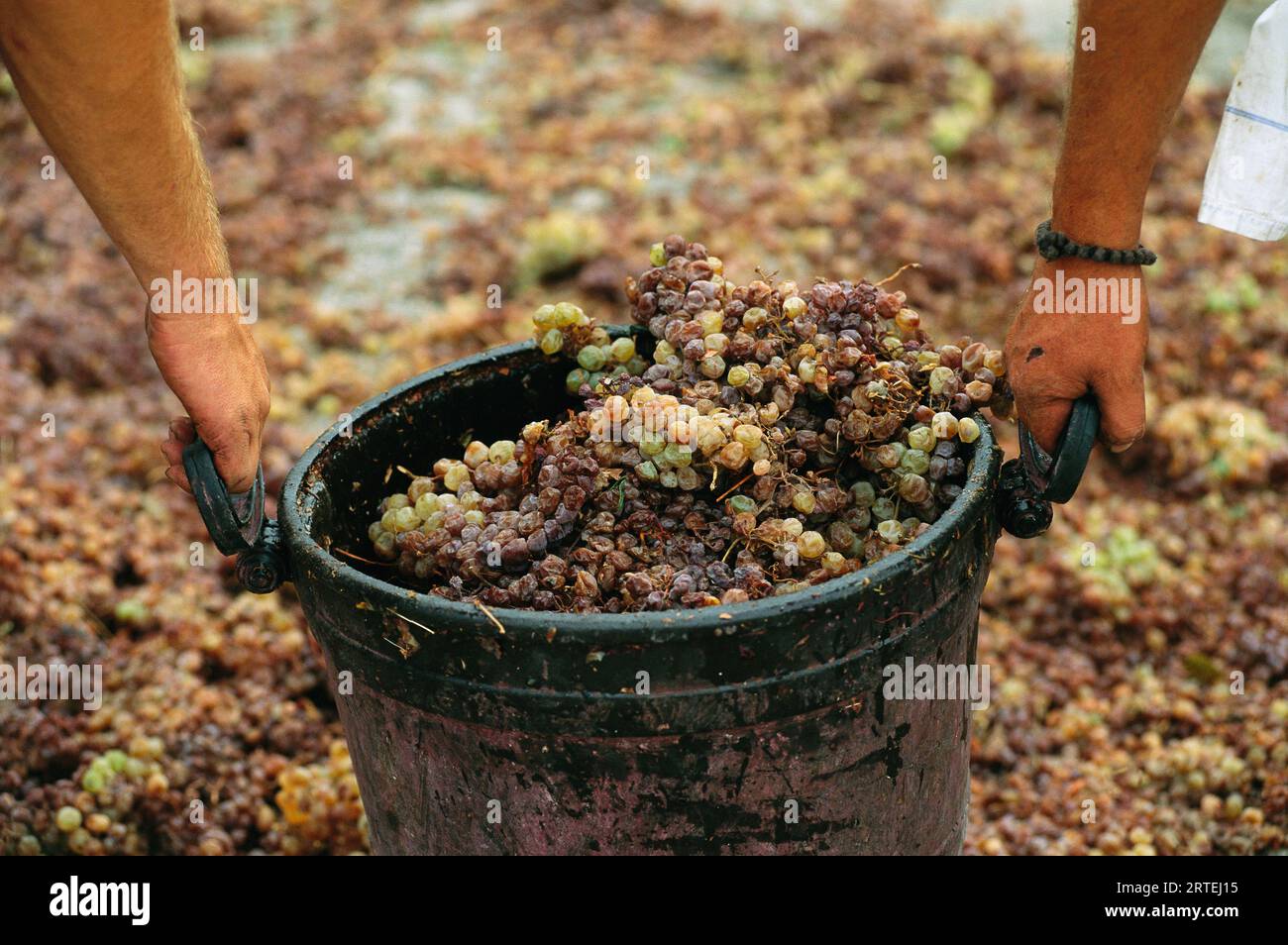 Two men carrying a pail of drying grapes; Santorini, Greece Stock Photo ...