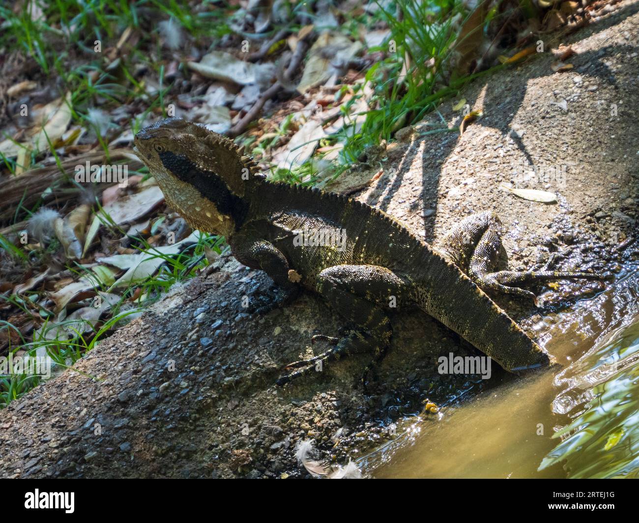 Eastern water Dragon, Australian reptile, lizard getting out of the ...