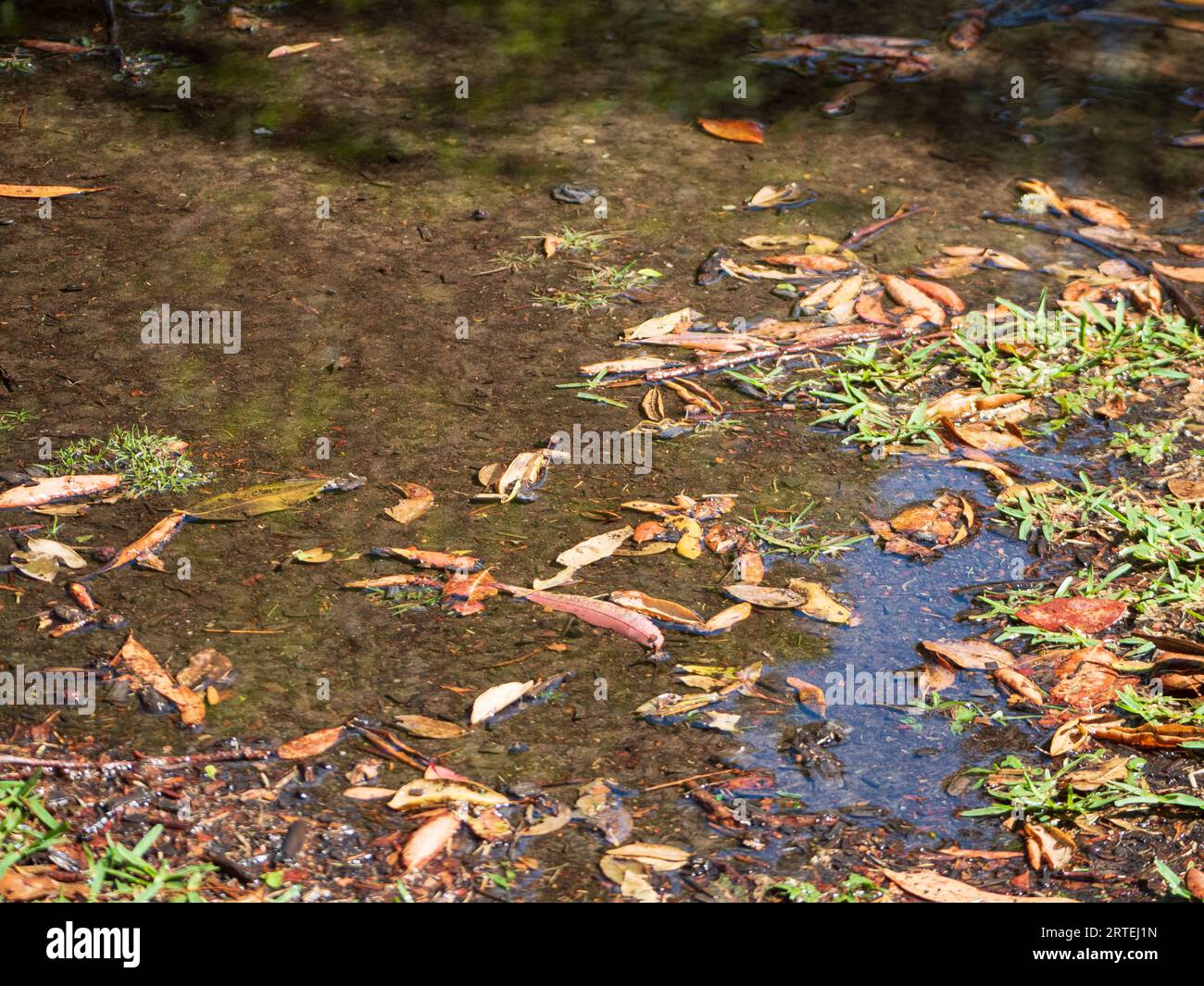 Shiny water puddle on the ground, suns out after the rain Stock Photo ...