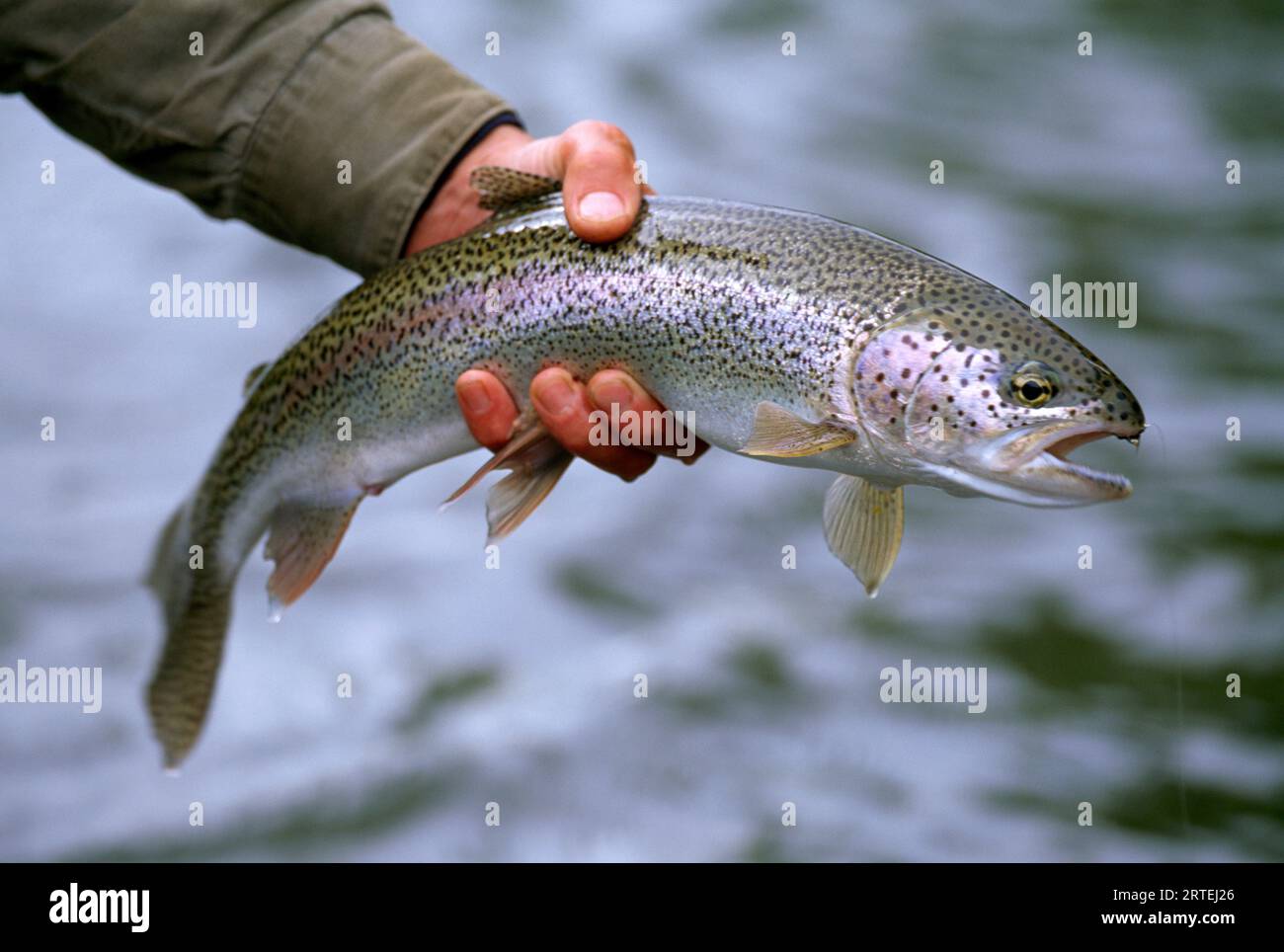 Fisherman holding a fresh caught Rainbow trout (Oncorhynchus mykiss) in ...