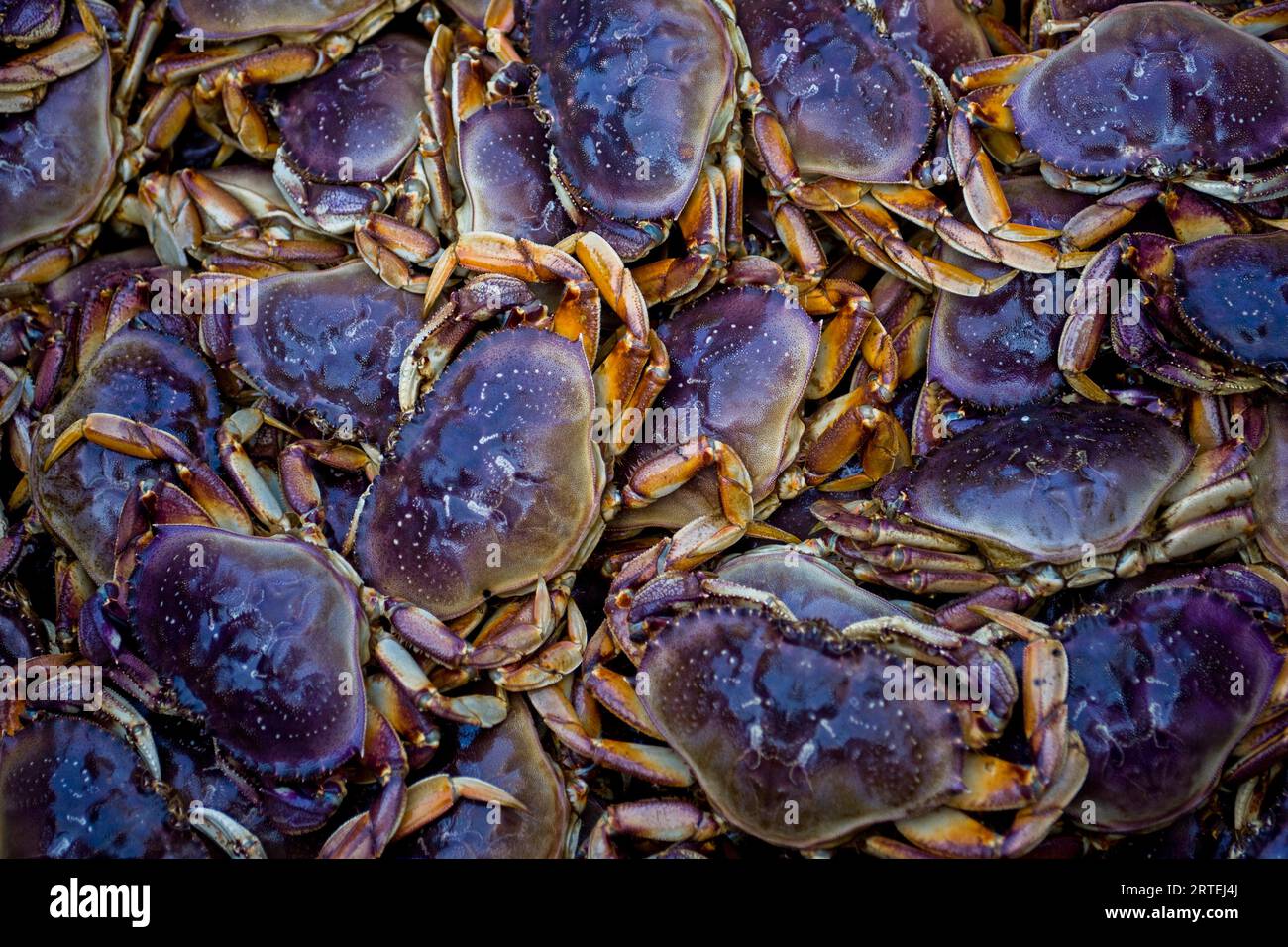 Dungeness crab catch at a fishery; Petersburg, Mitkof Island, Alaska ...