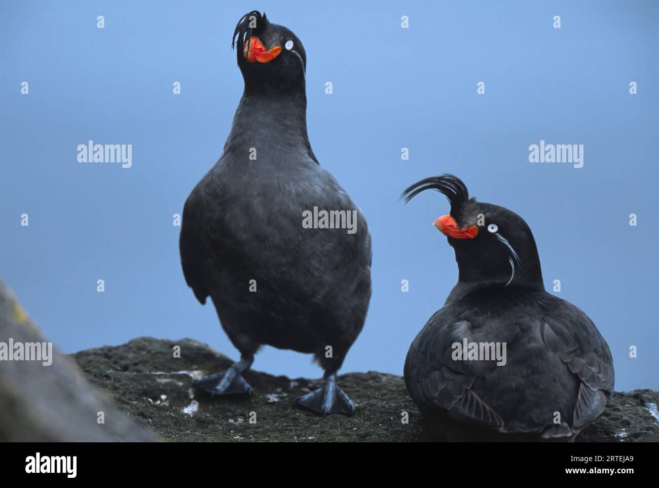 Aleutian islands crested auklets hi-res stock photography and images ...