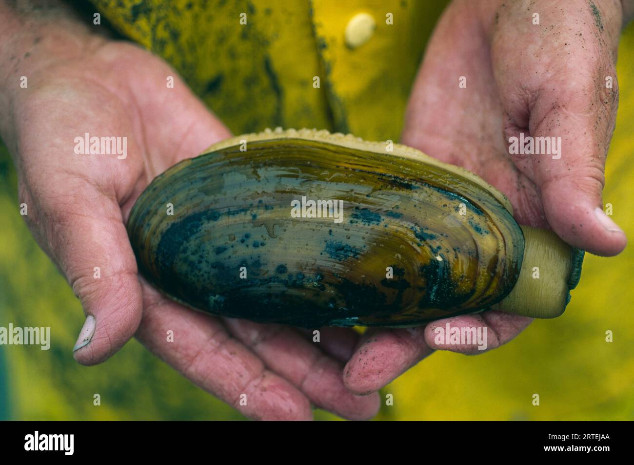 Clam type hi-res stock photography and images - Alamy