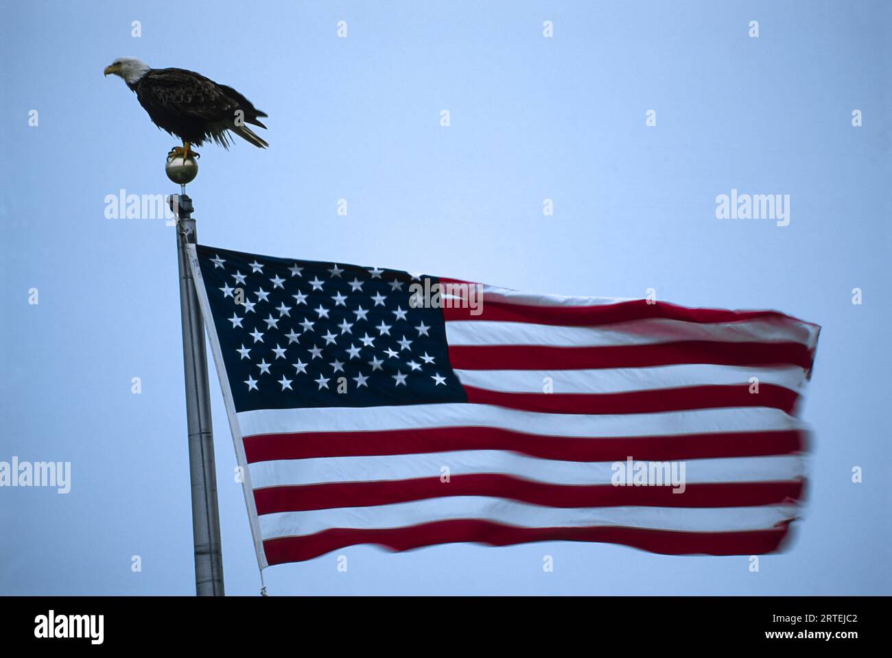 Bald Eagle On Flag Pole June 18 2022 AM Bald Eagle — Vancouver
