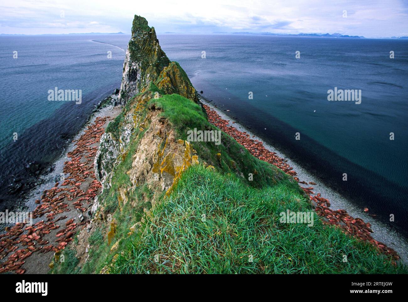 Walrus state game reserve hi-res stock photography and images - Alamy