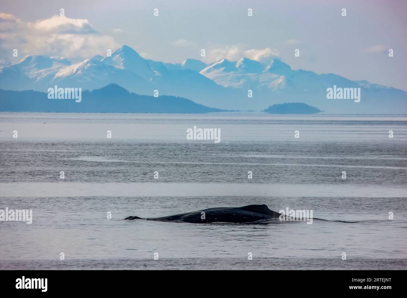 Humpback whale (Megaptera novaeangliae) in Glacier Bay, Glacier Bay ...