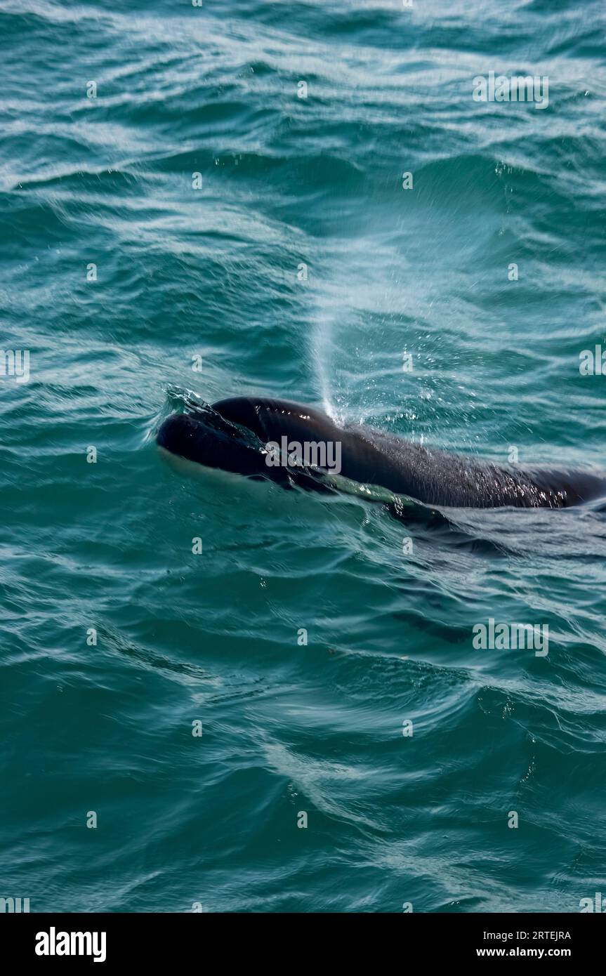 Orca, or Killer whale (Orcinus orca) surfacing in the Pacific Ocean ...