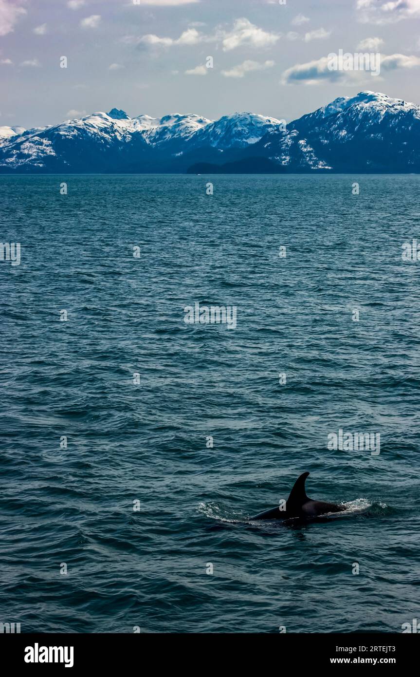 Orca, or Killer whale (Orcinus orca) surfacing in Indian Pass, Inside ...