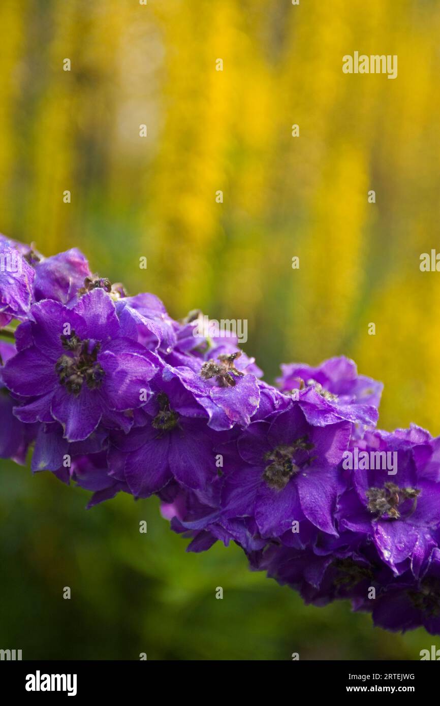 Purple botanical garden hi-res stock photography and images - Alamy