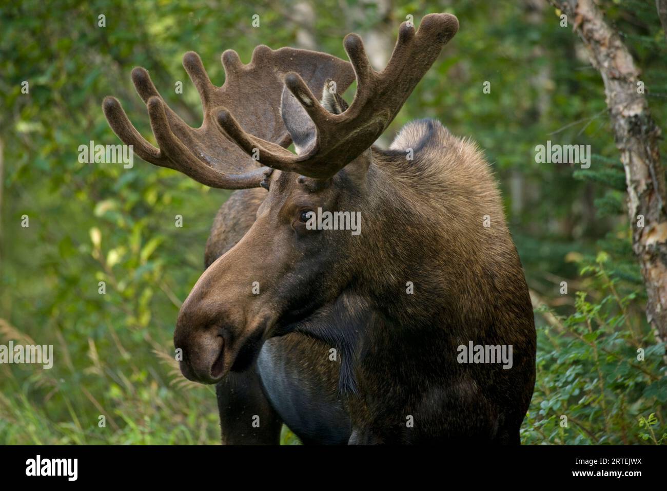Portrait of a young male Moose (Alces alces) seen in the east side of ...