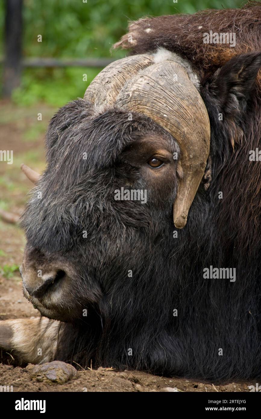 Close-up portrait of a Musk ox (Ovibos moschatus) lying down; Anchorage ...