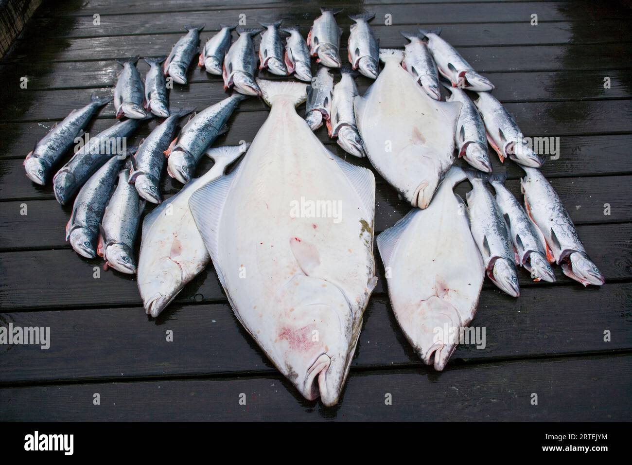 Silver Salmon and Halibut fresh caught and lying displayed on a dock in ...