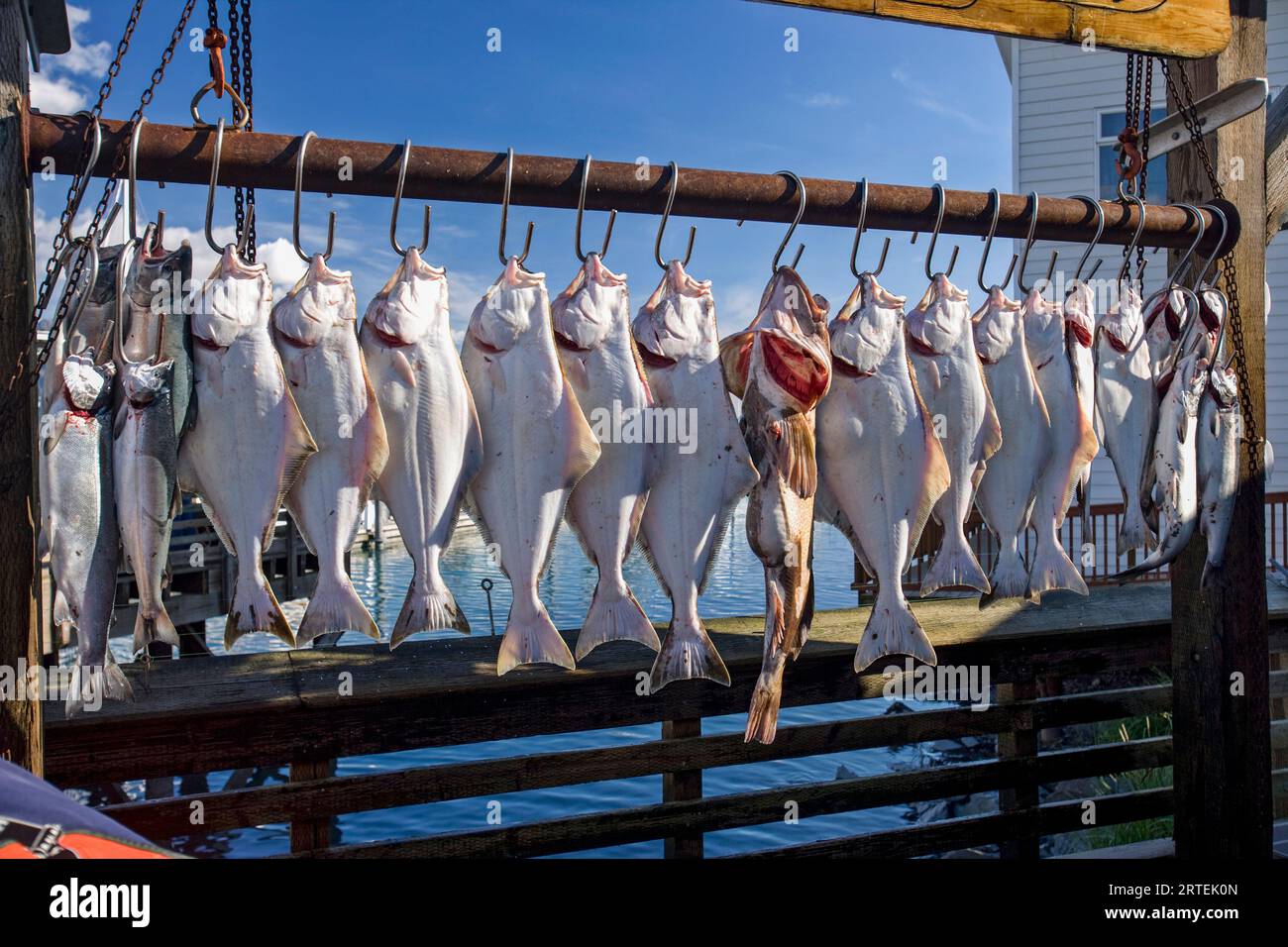 Halibut hanging from hooks in Alaska, USA; Seward, Kenai Peninsula ...