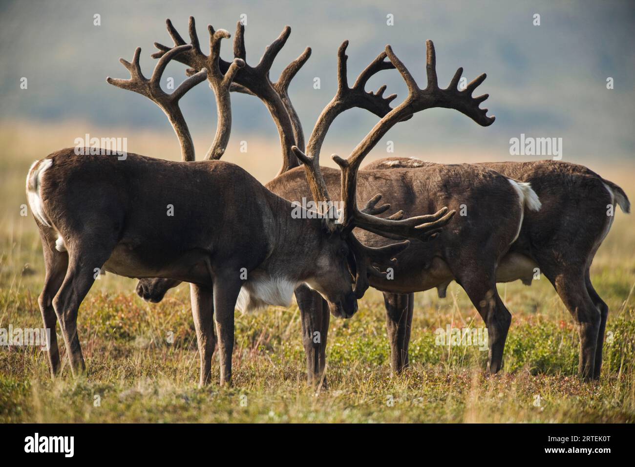Group of male Caribou (Rangifer tarandus) with antlers in Denali ...
