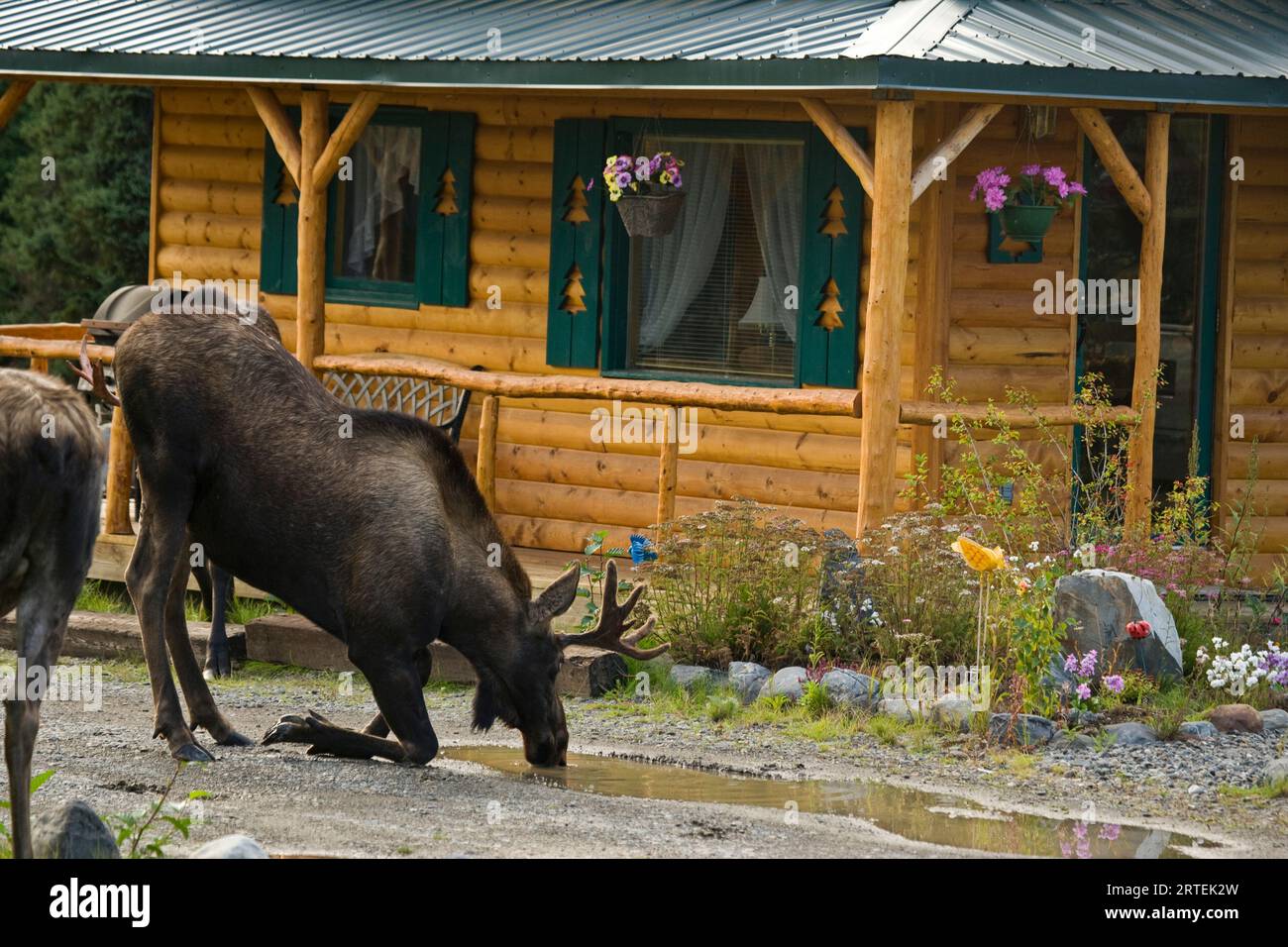 Moose (Alces alces) bends on its knee to drink from a puddle; Homer ...