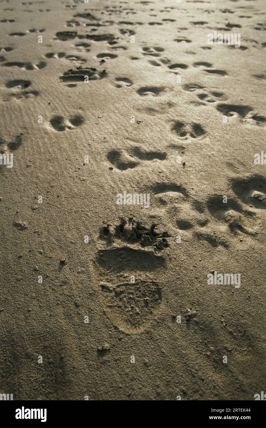 Caribou Tracks
