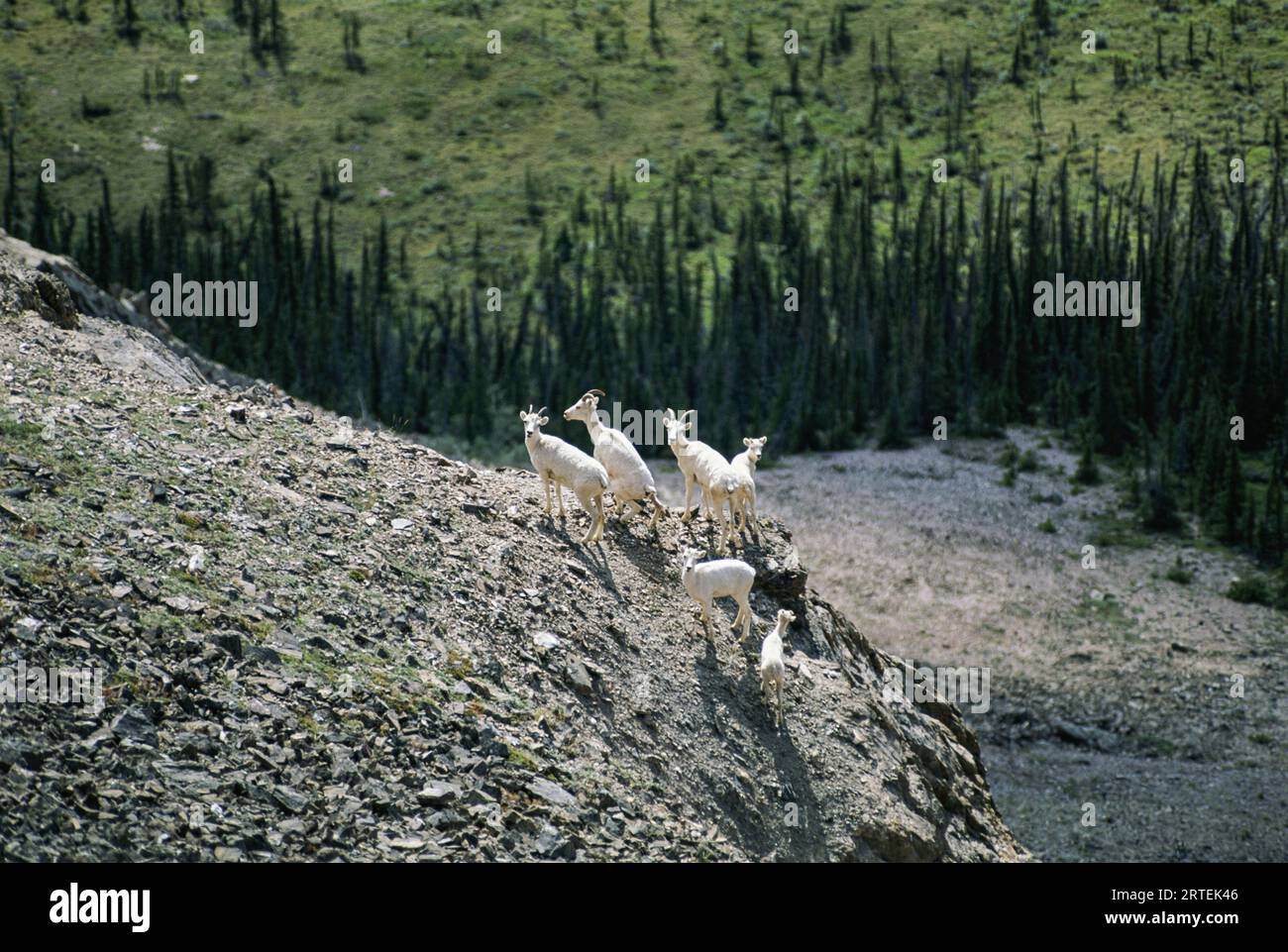 Mountain goats (Oreamnos americanus) on a rocky mountainside in the ...