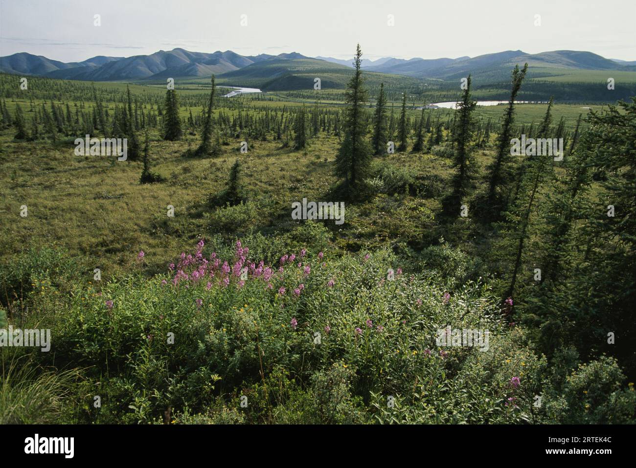 Firth River area landscape in Yukon Territory, Canada; Yukon, Canada ...
