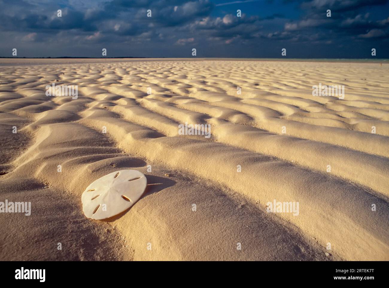Sand dollar lies on a sandy beach; Andros Island, Bahamas Stock Photo ...