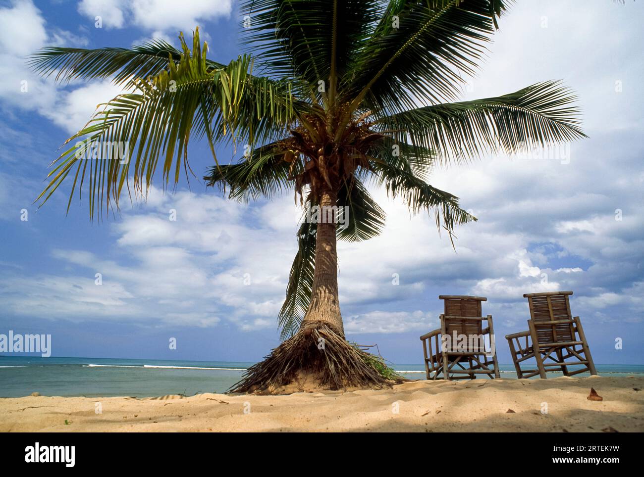 Palm tree near two chairs on the beach; Andros Island, Bahamas Stock ...